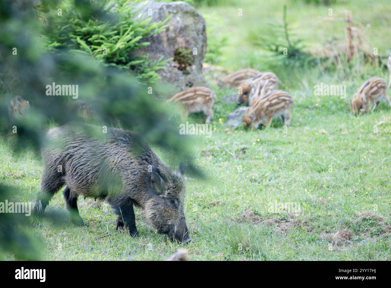 Wildschwein mit Frischling Stock Photo - Alamy