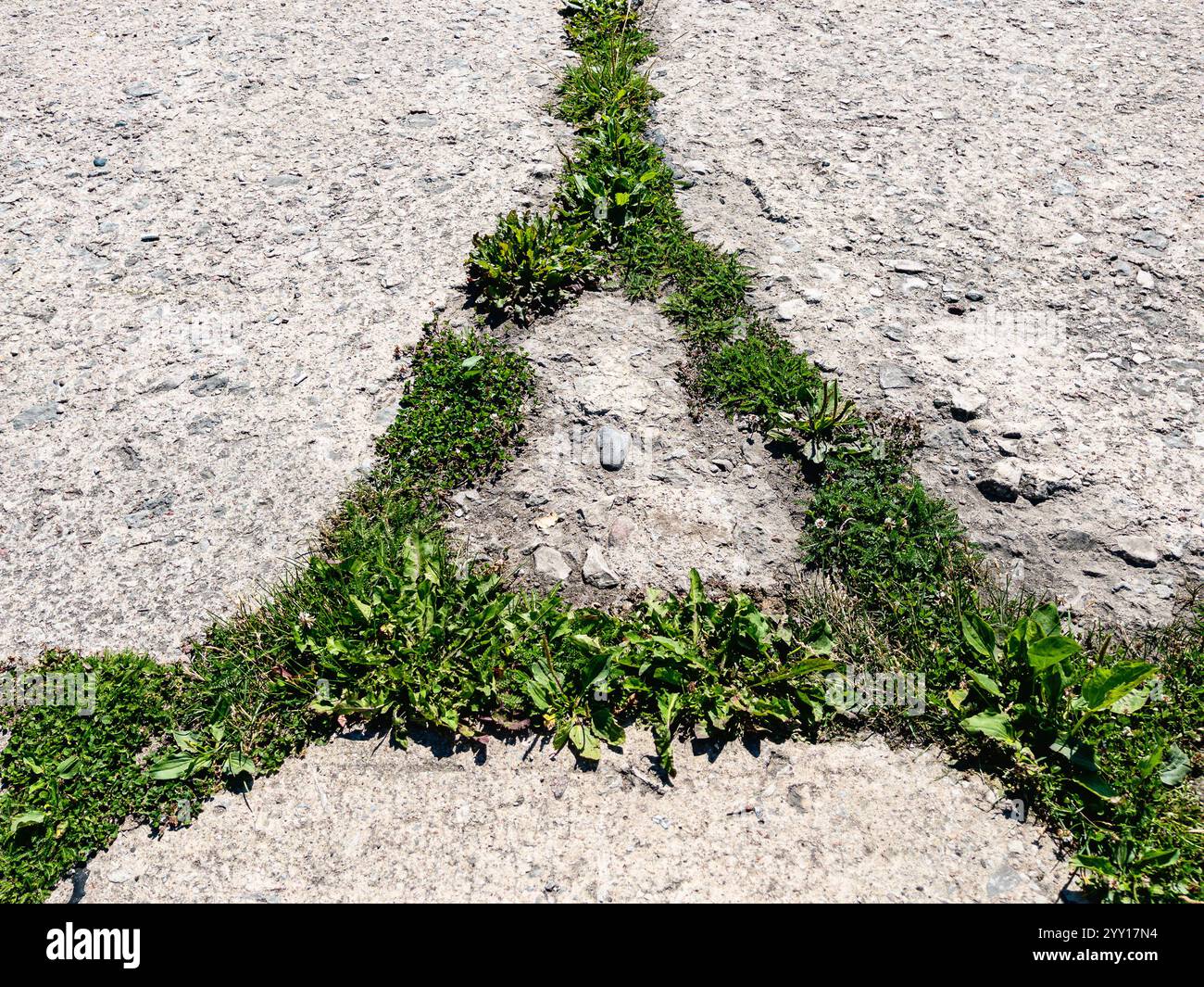 Vibrant grass thrives through pavement cracks, highlighting natures ...