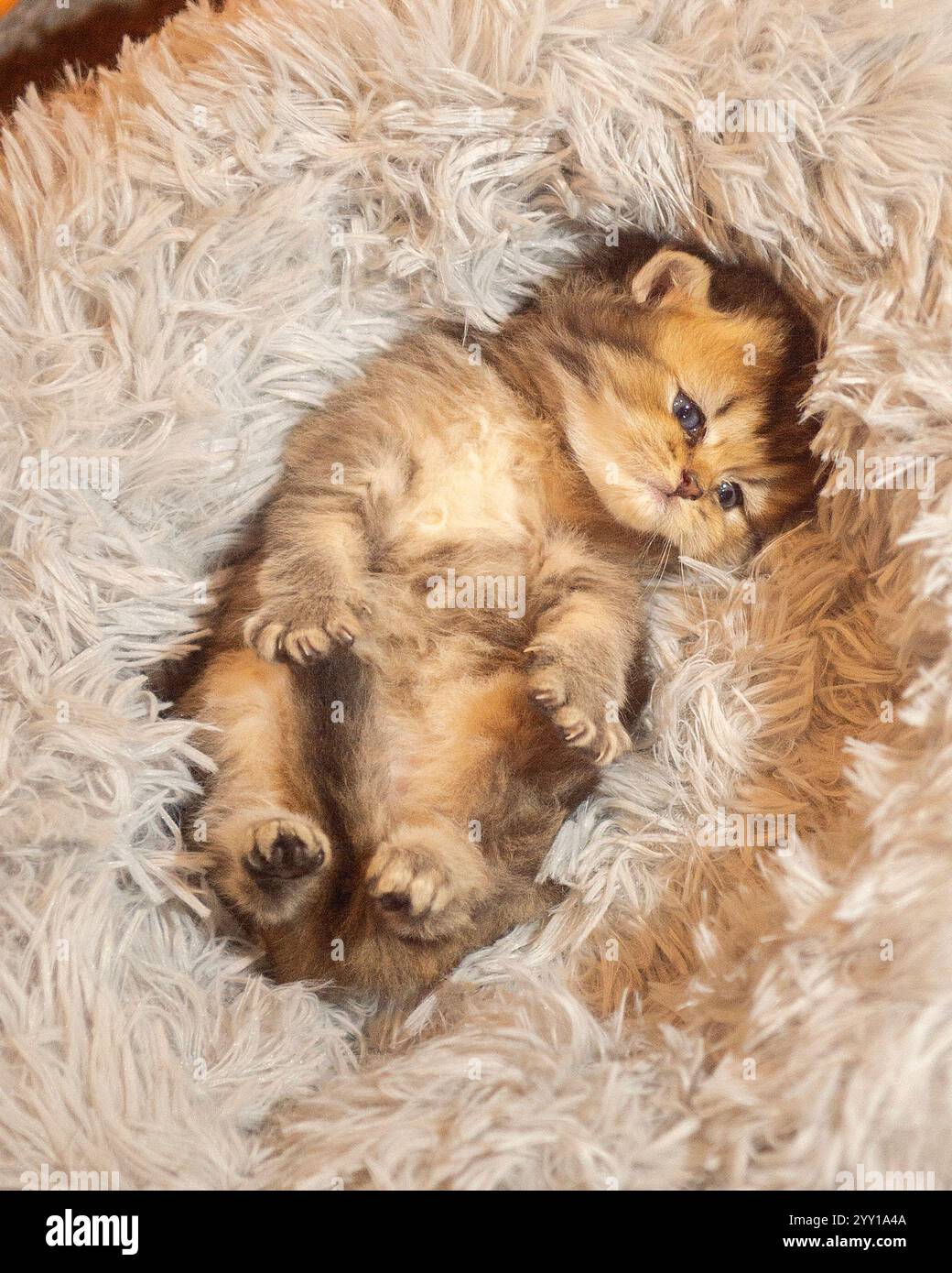 cute baby kitten lying on its back in bed Stock Photo - Alamy