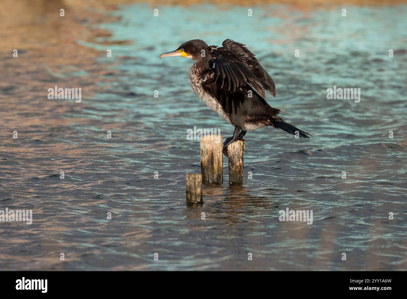 Hook on tip of upper bill hi-res stock photography and images - Alamy