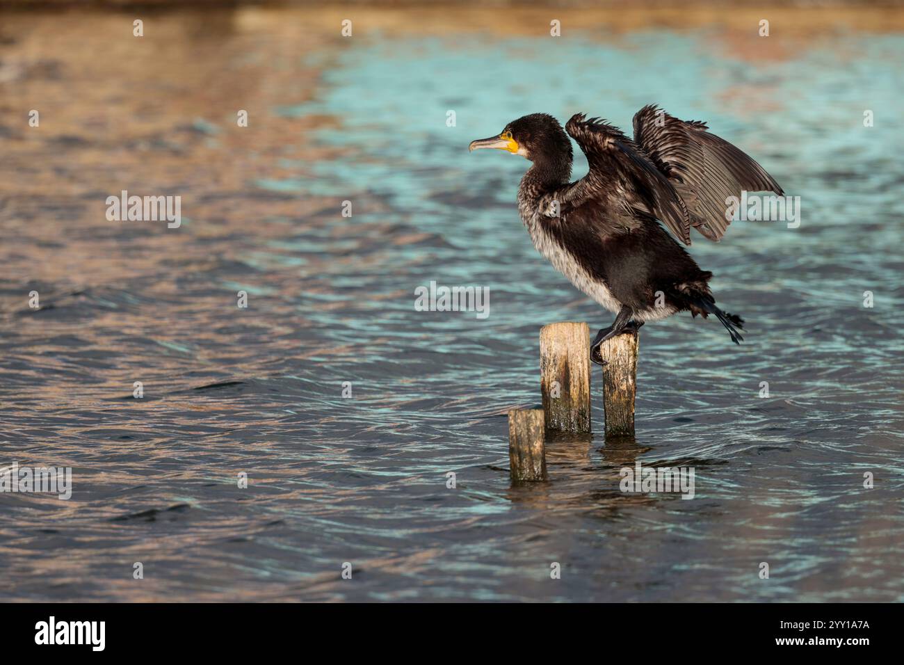 Cormorant Phalacrocorax carbo, juvenile bird winter plumage black ...