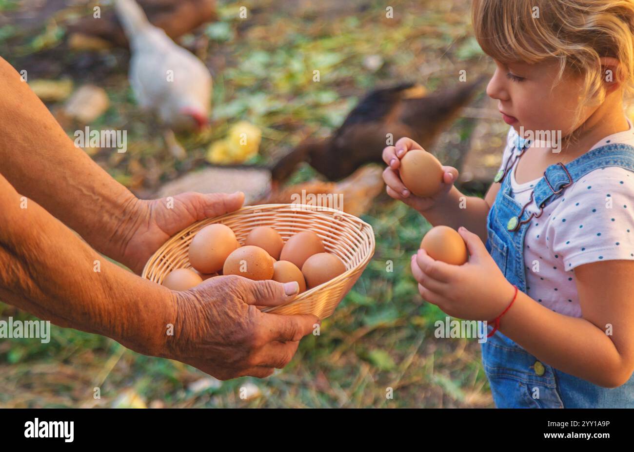 Child holding eggs on a farm. Selective focus. Kid Stock Photo - Alamy