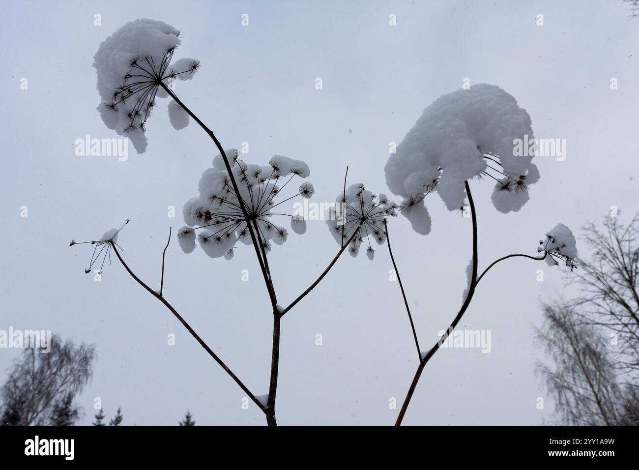 Featuring delicate plants hi-res stock photography and images - Alamy