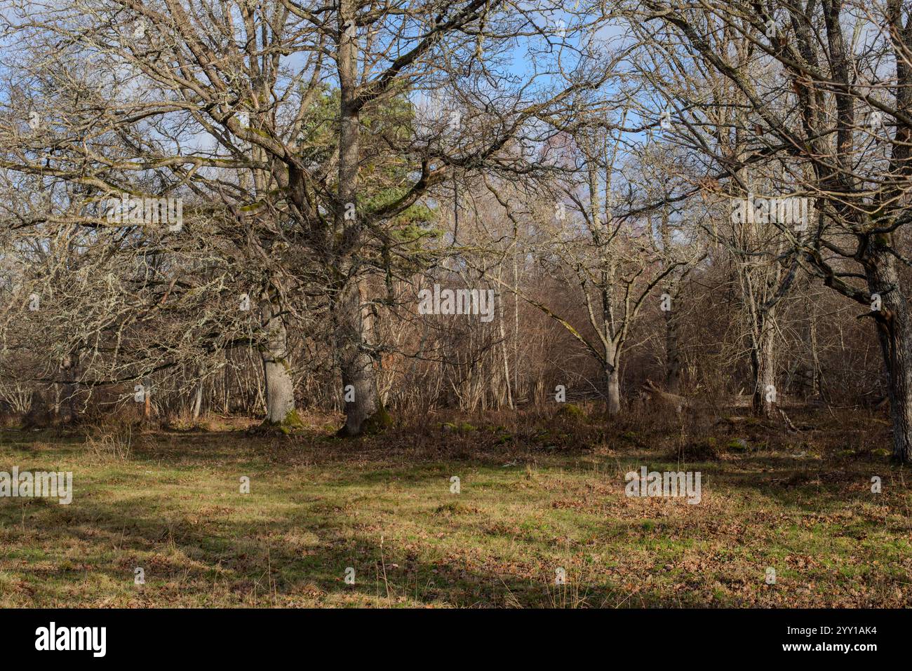 Ancient oak woodland Stock Photo - Alamy