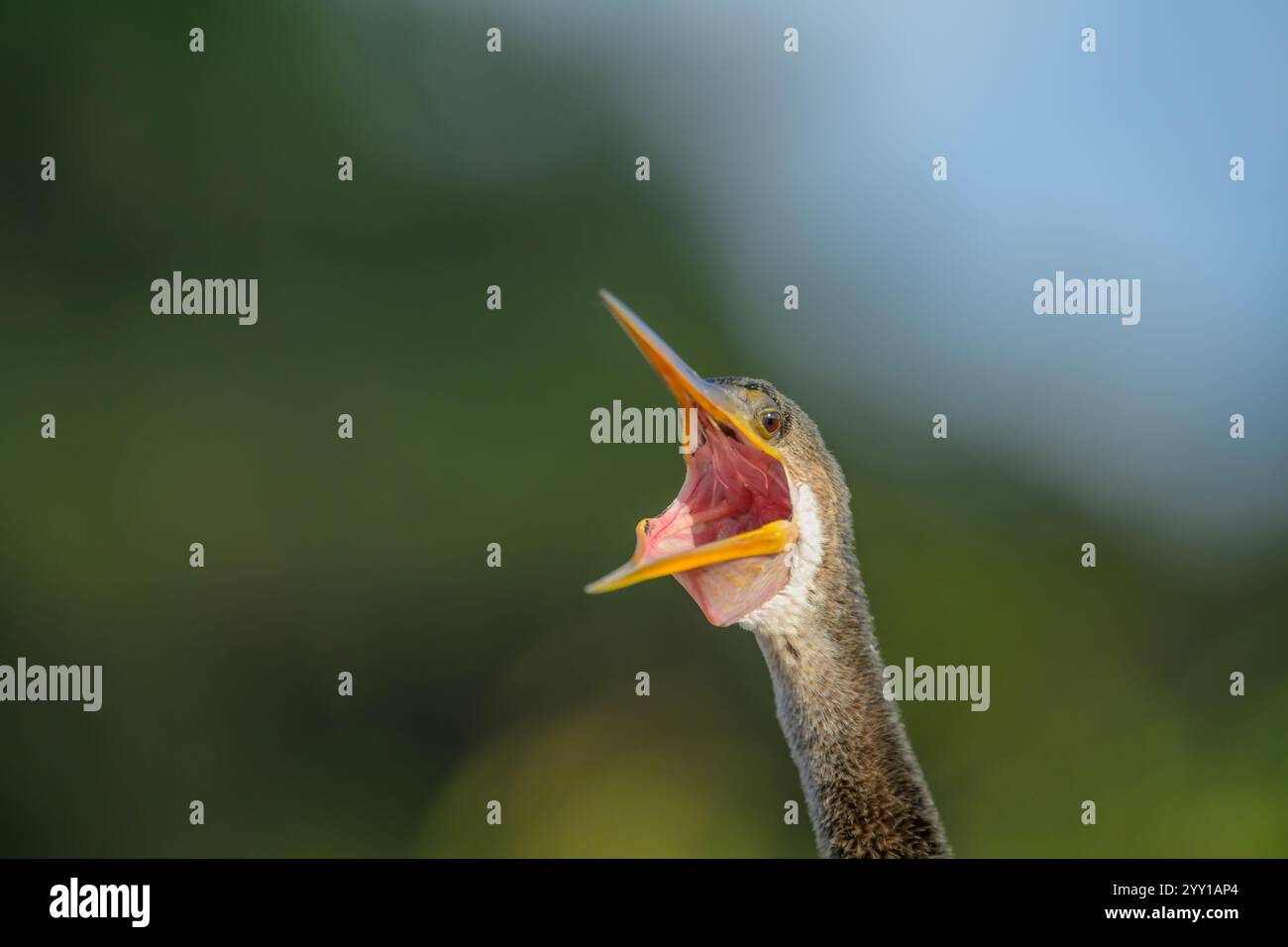 Hello lady hi-res stock photography and images - Alamy