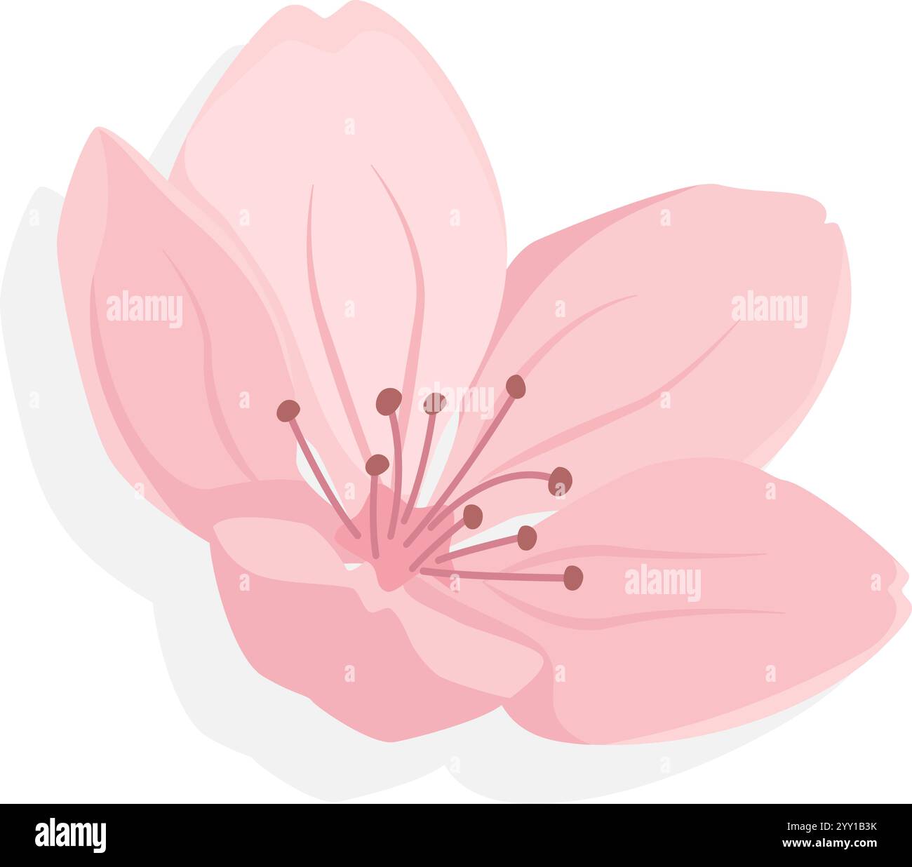 Sakura flower blooming Stock Vector Images - Alamy