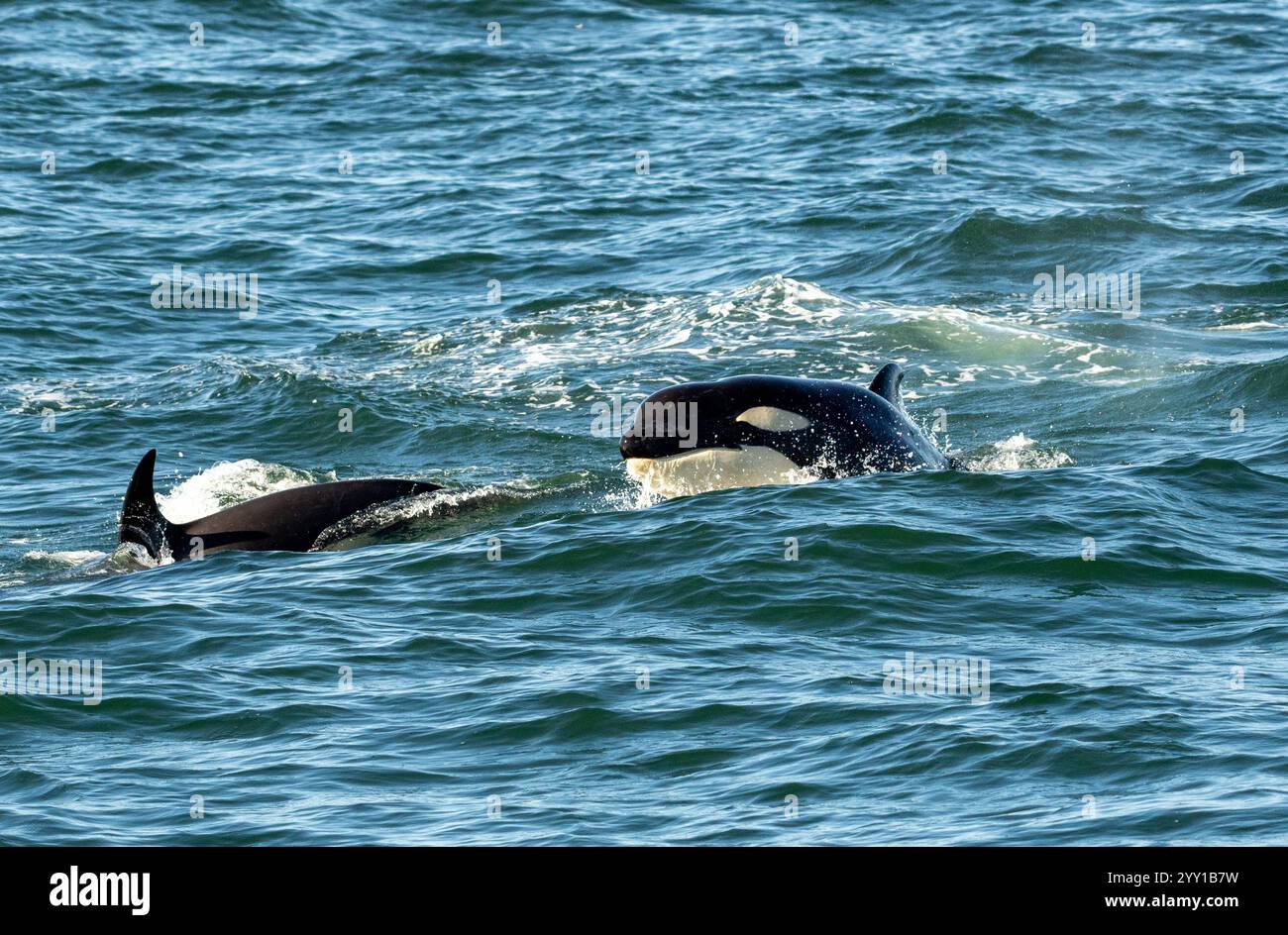 Two orcas swimming through the ocean together as one breaks the surface ...
