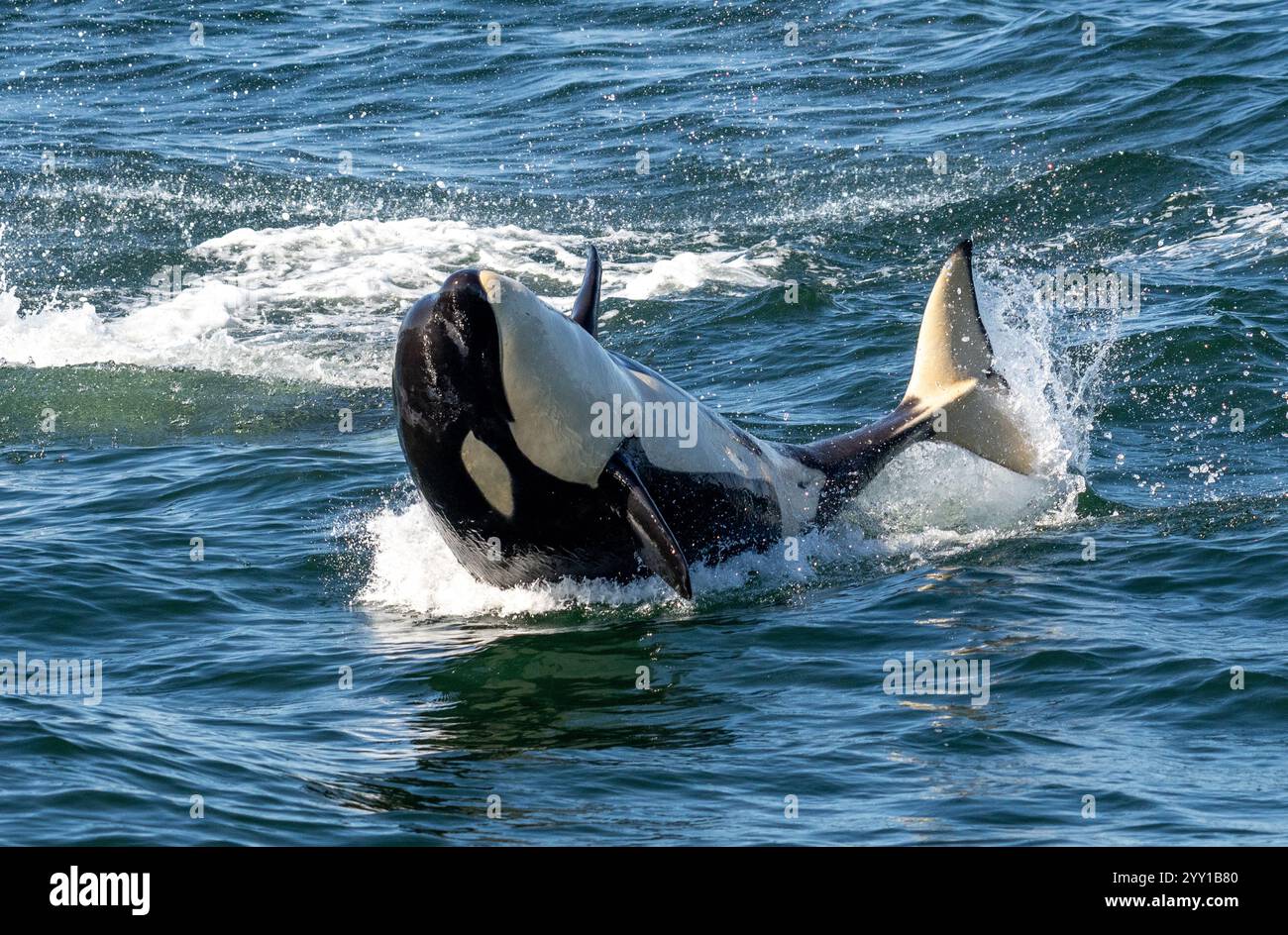 Orca whale in the ocean breaching and flipping onto his back while ...