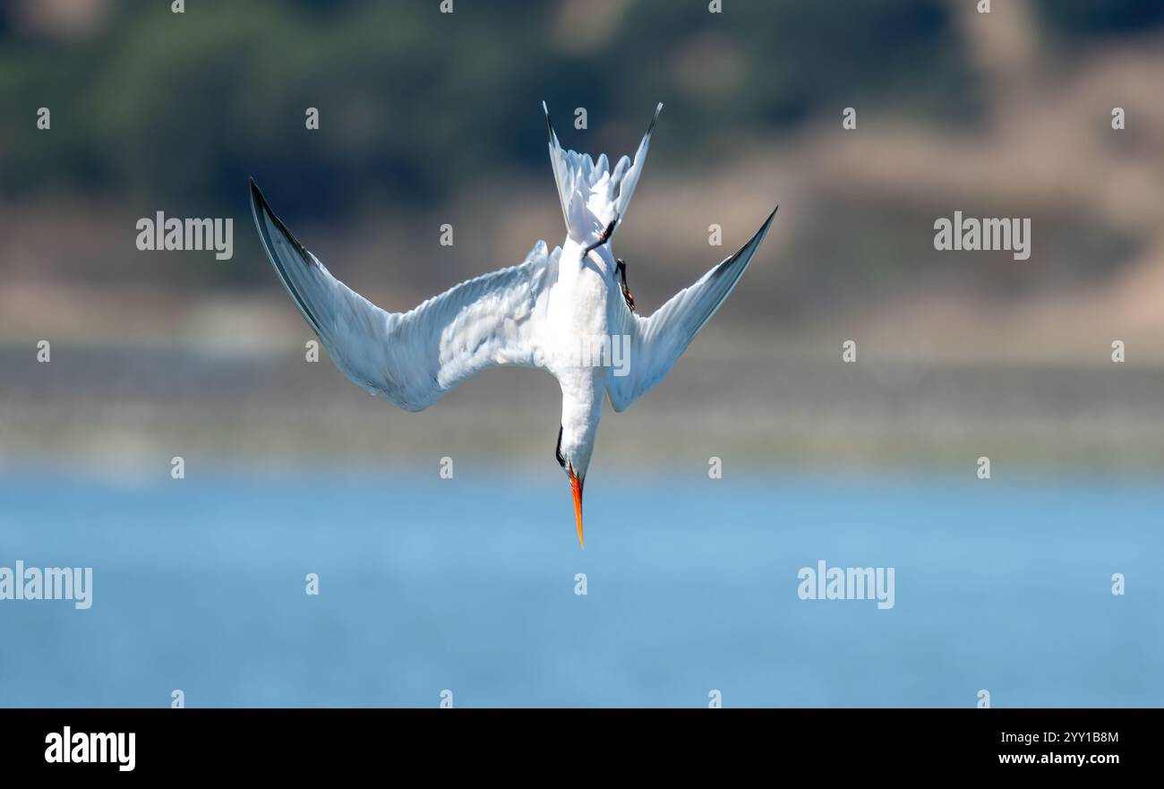 Common tern on a fishing dive about to land in the water to catch a ...