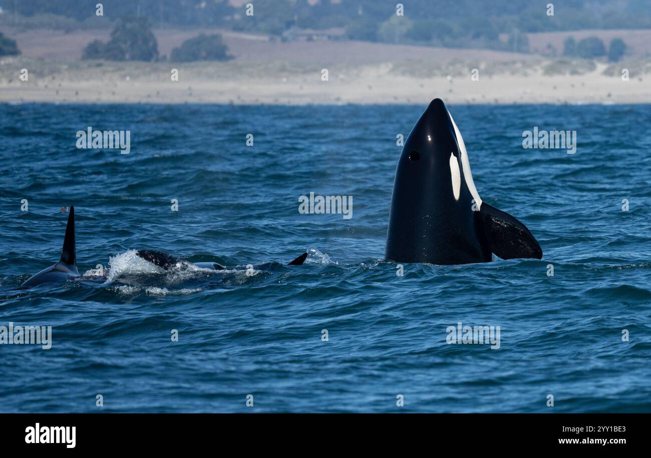 Orca whale spy hopping while two others swim by in Monterey Bay, CA ...