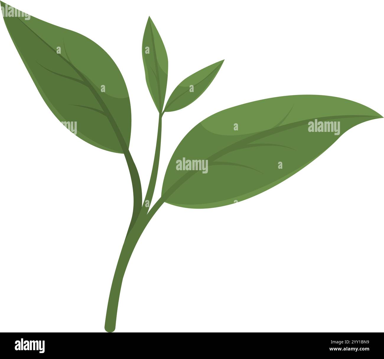 Lush green tea plant leaves isolated on white background Stock Vector ...