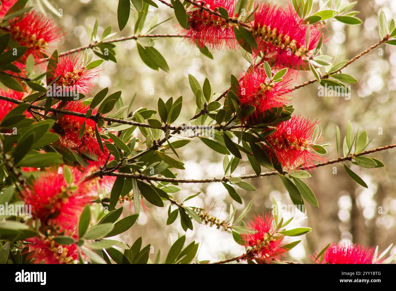 Lemon bottle brush (Callistemon citrinus) tree in bloom Stock Photo - Alamy