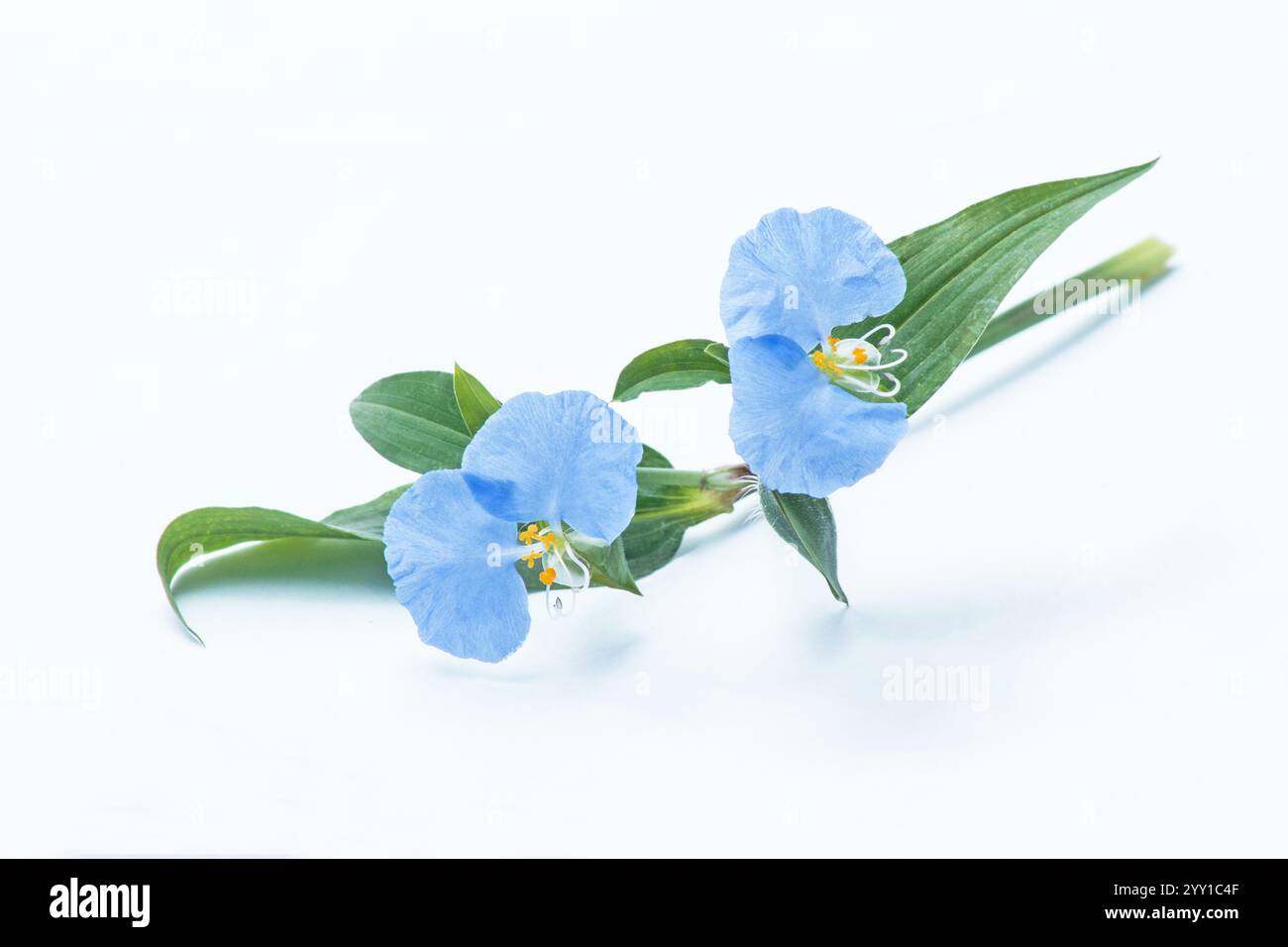 Commelina communis hi-res stock photography and images - Alamy