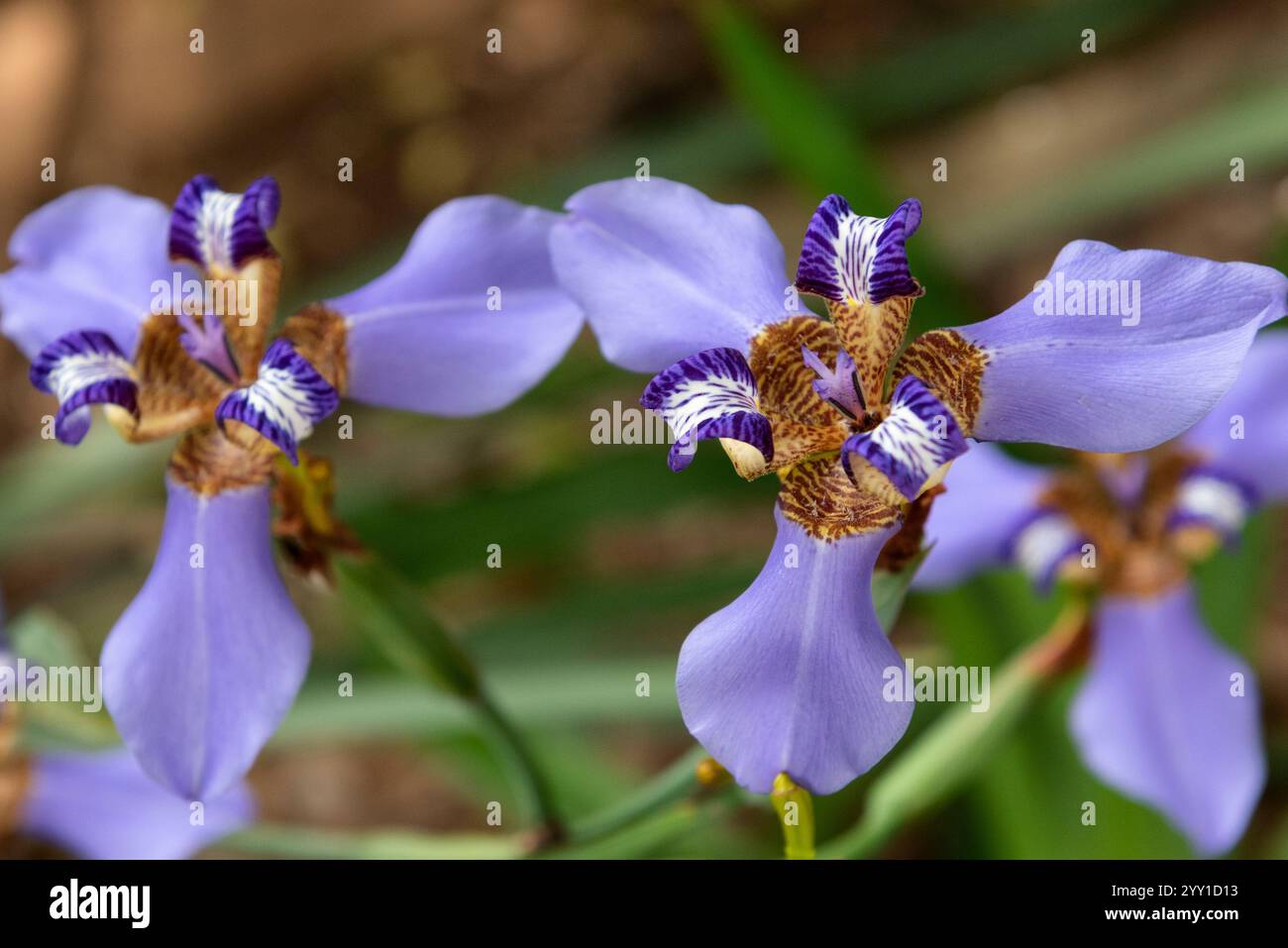 Neomarica hi-res stock photography and images - Alamy