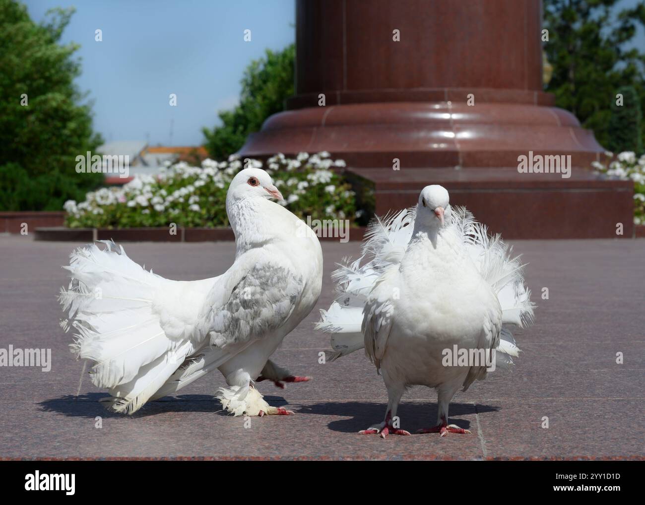 Pigeons at a park hi-res stock photography and images - Alamy