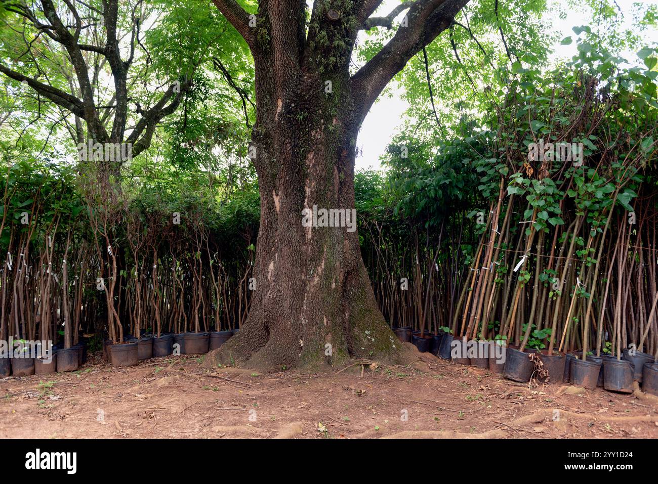 Tree saplings around big tree Stock Photo - Alamy