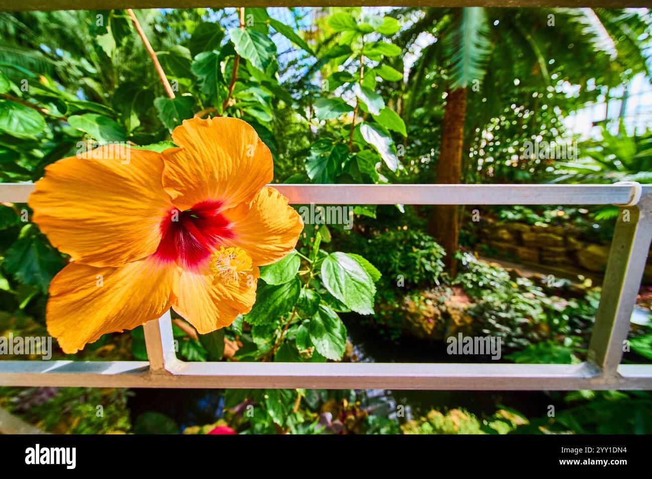 Vibrant Yellow Hibiscus in Botanical Garden Eye-Level View Stock Photo ...