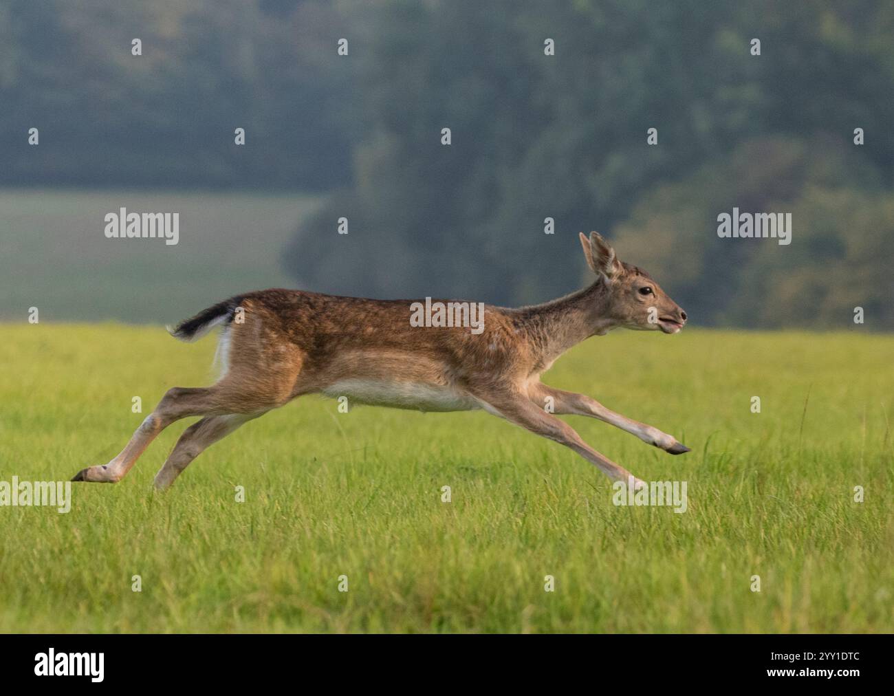 A juvenile Fallow deer (Dama dama) beautifully brown spotted running ...