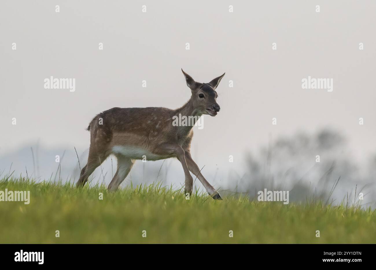 A juvenile Fallow deer (Dama dama) beautifully brown spotted running ...