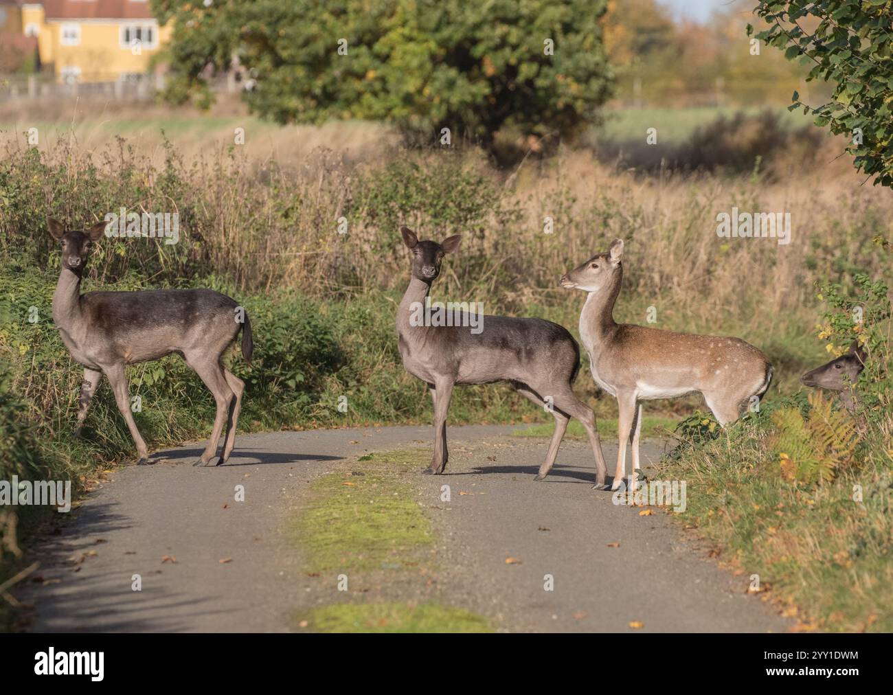 Just crossing the road, a small herd of Fallow Deer (Dama dama ...