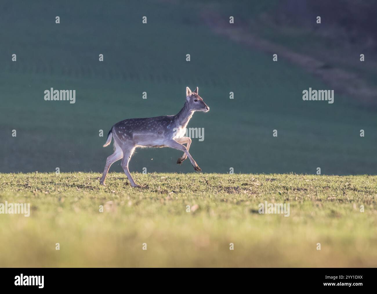 A Fallow Doe, (Dama dama) galloping across the horizon on agricultural ...