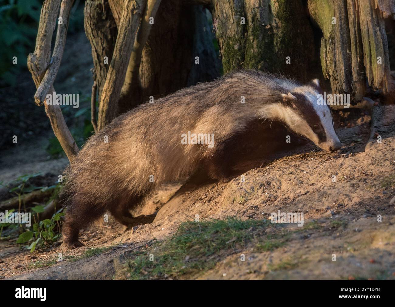 Badger close up hi-res stock photography and images - Alamy