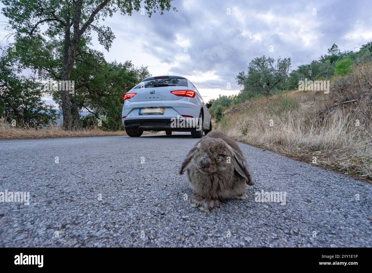 Injured rabbit hi-res stock photography and images - Alamy