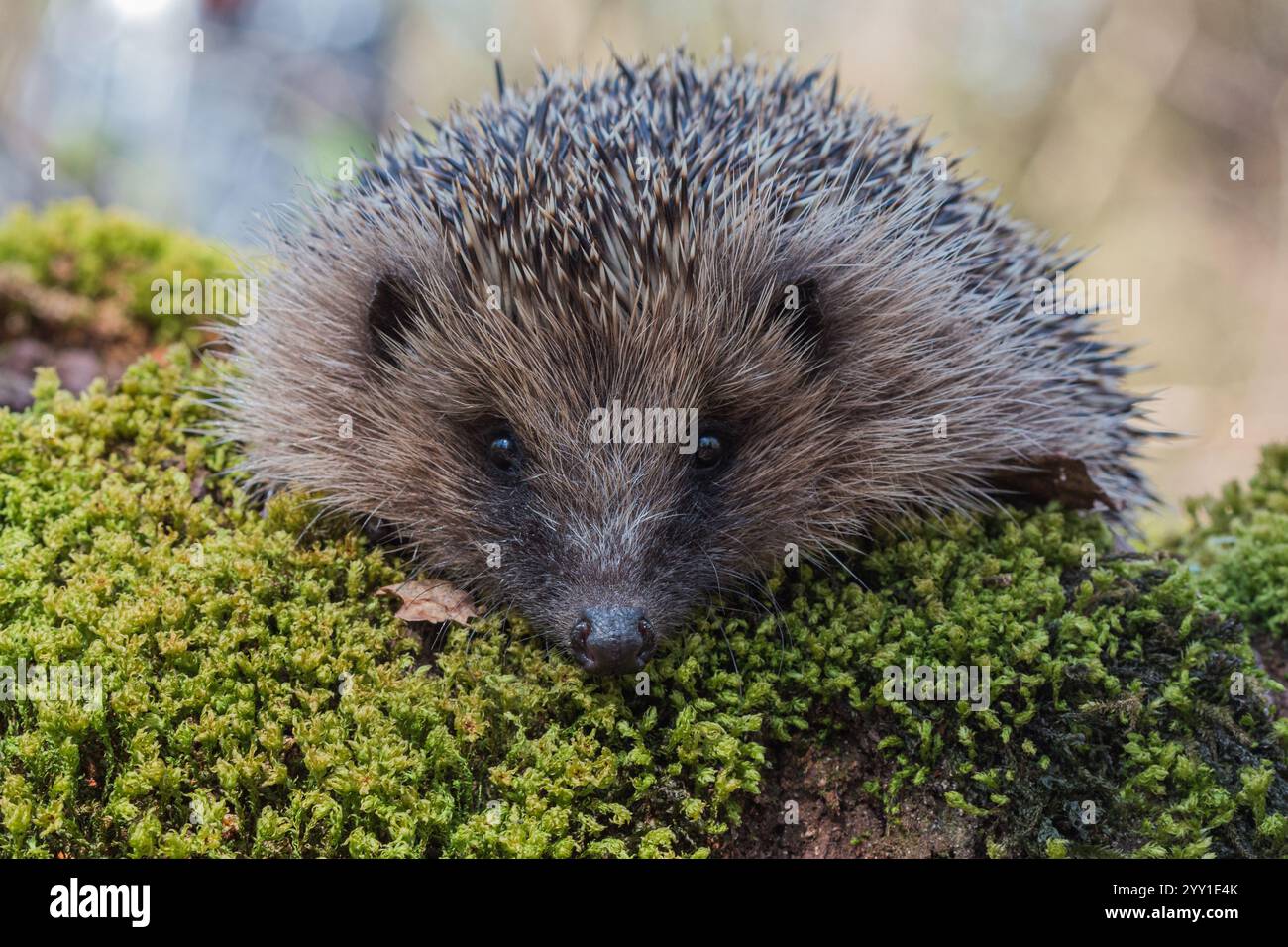 A close up of a Hedgehog (Erinaceus europaeus) lookingat the camera ...