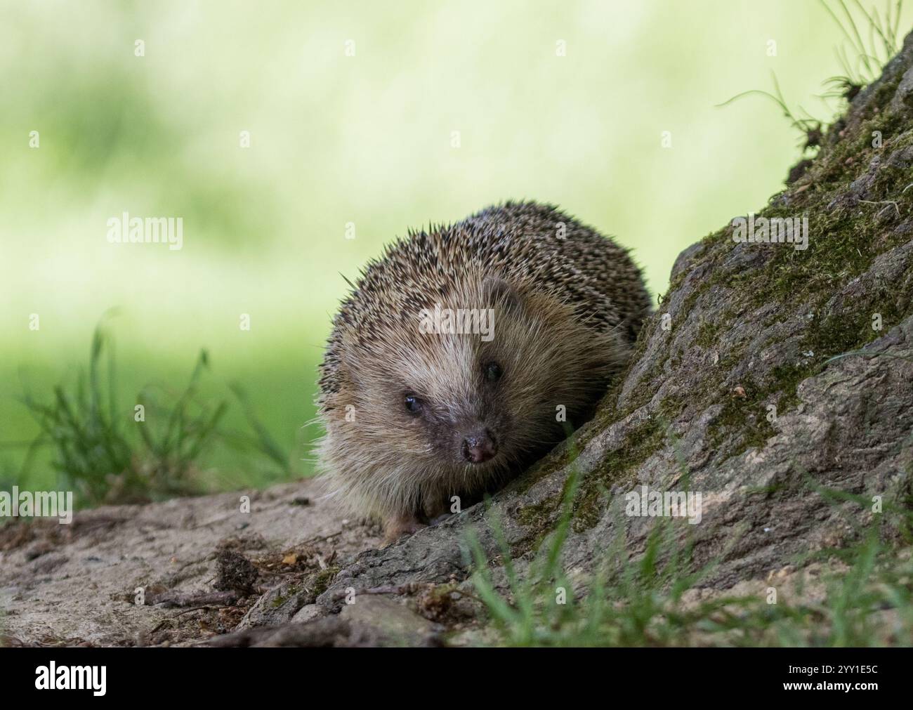 A prickly garden friend. A Hedgehog ( Erinaceus europaeus) creeping ...