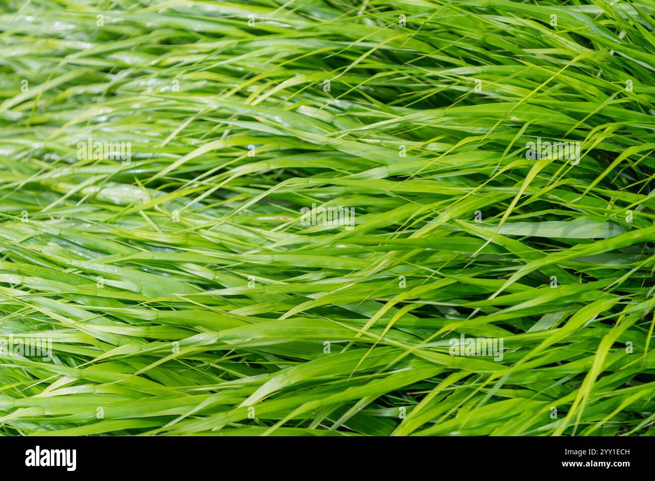 Green grassy grass. Nature background. Green nature with grassy plant ...
