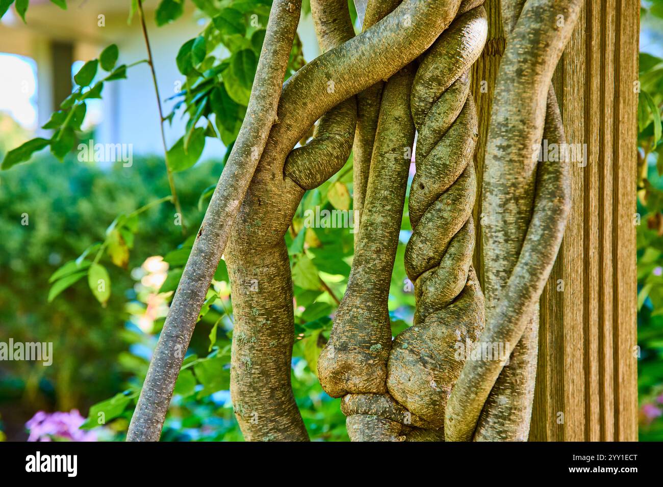 Intertwined vines hi-res stock photography and images - Alamy