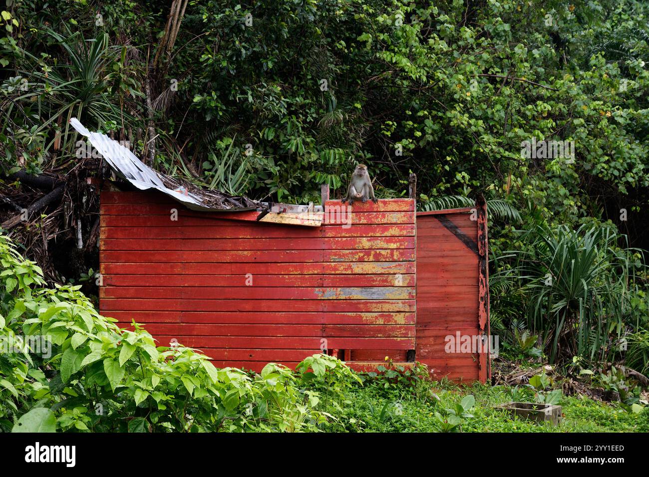 Monkey structure hi-res stock photography and images - Alamy