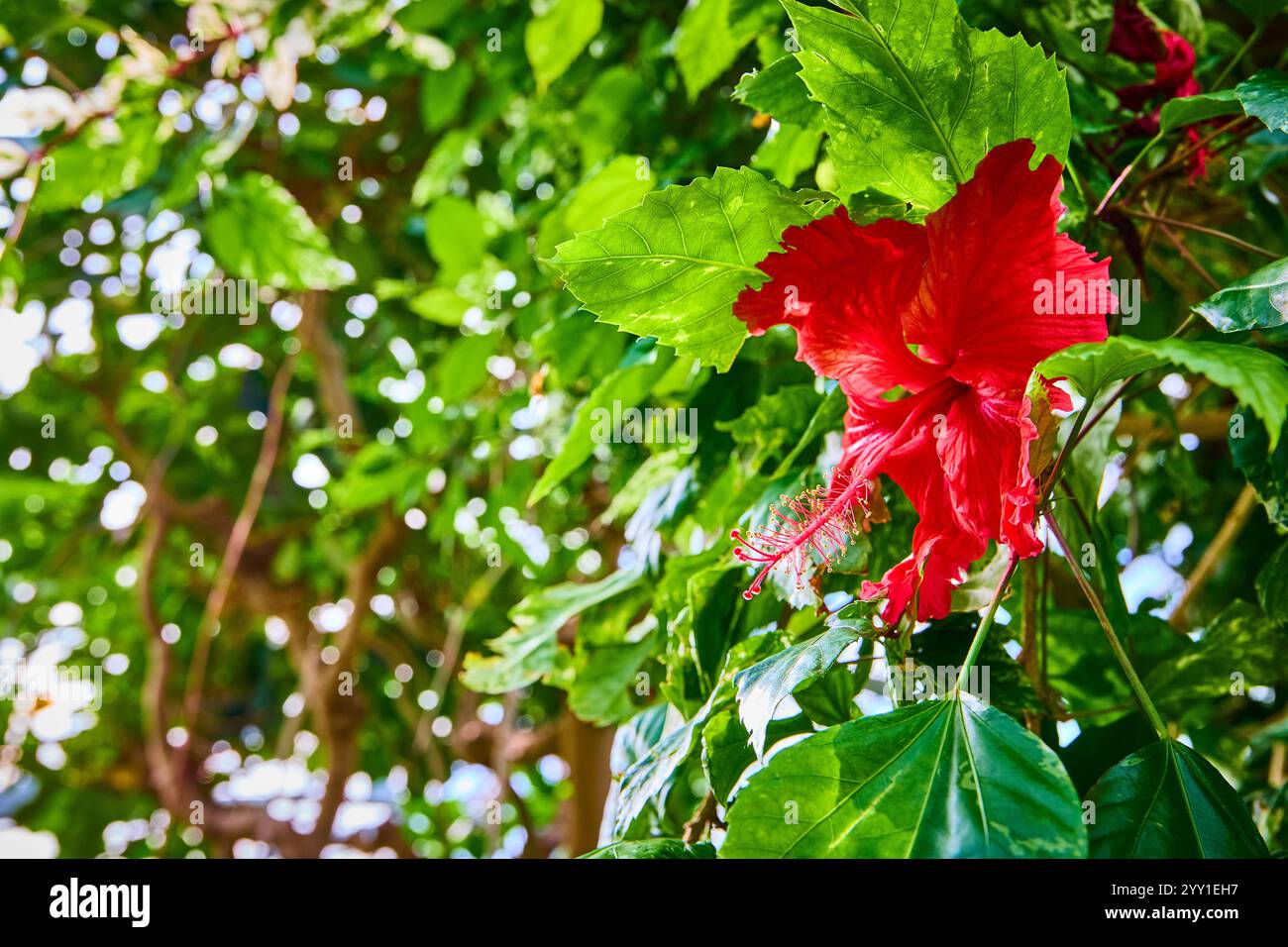 Vibrant Red Hibiscus and Lush Greenery Eye-Level View Stock Photo - Alamy