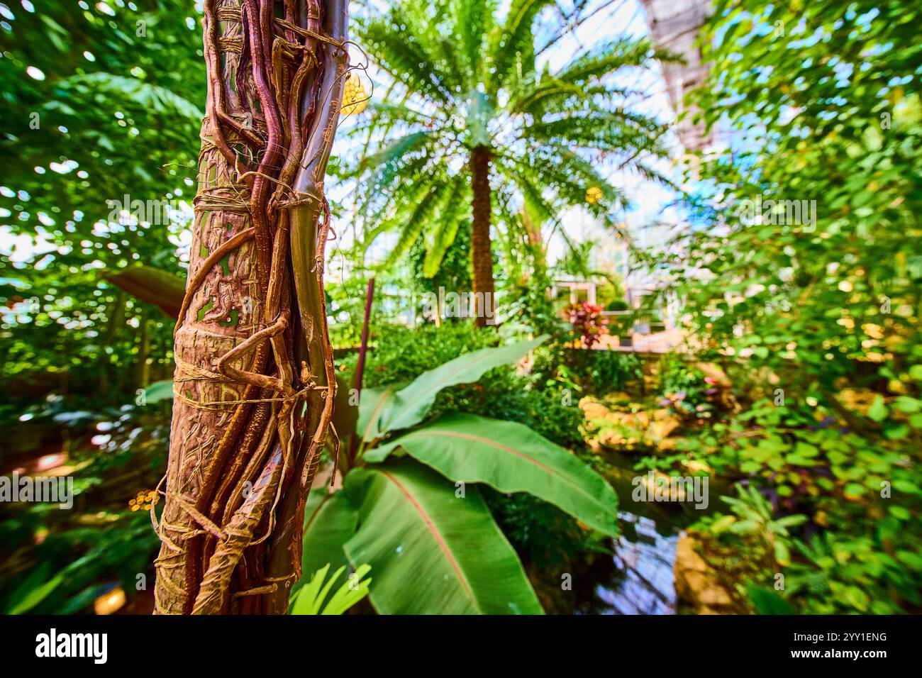Lush Tropical Garden with Vines and Palm Trees Eye-Level View Stock ...