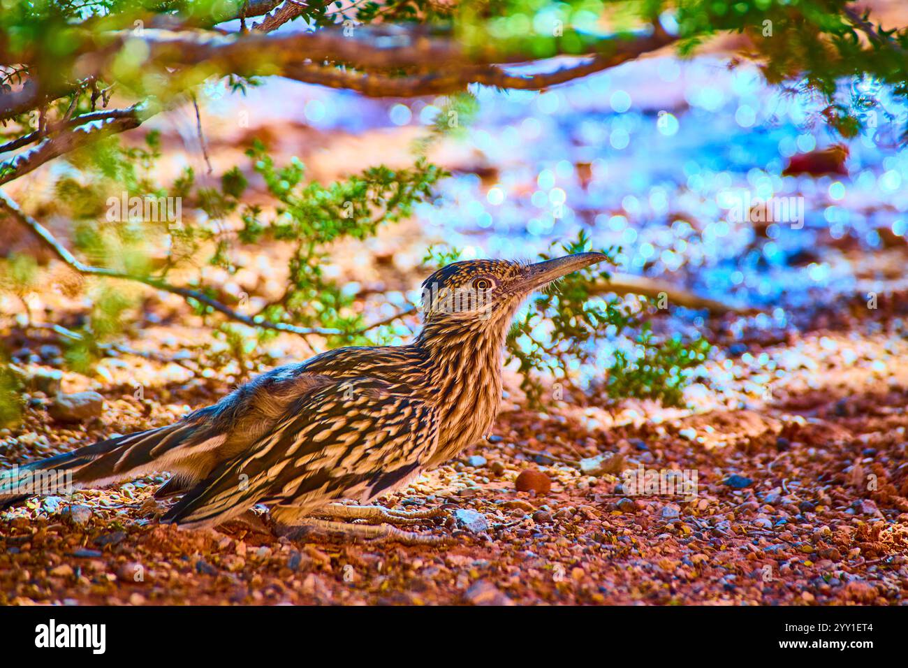 Roadrunner in Desert Habitat at Golden Hour Low Angle Perspective Stock ...