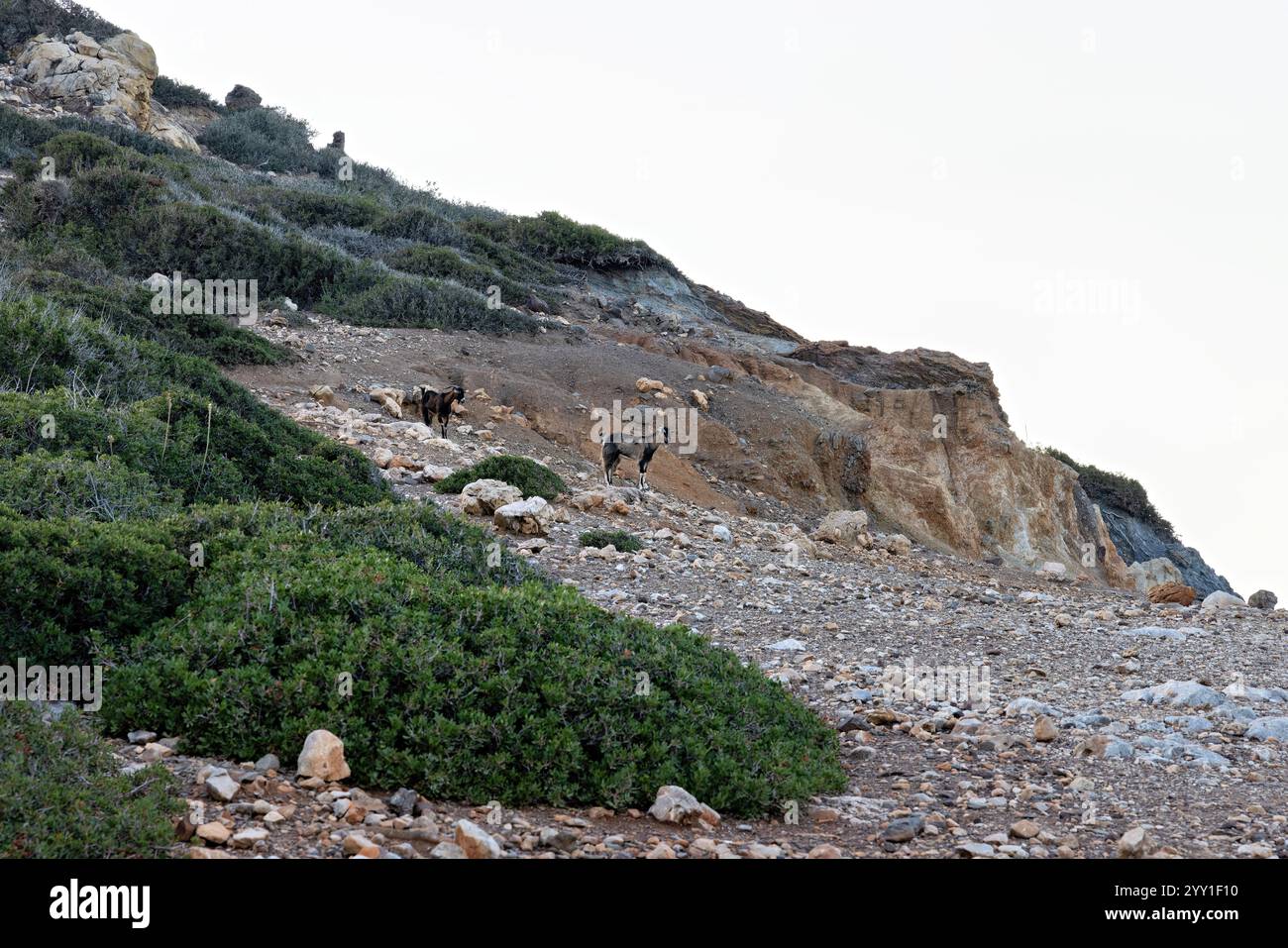 Typical steppes with plants and two native wild goats in late summer on ...