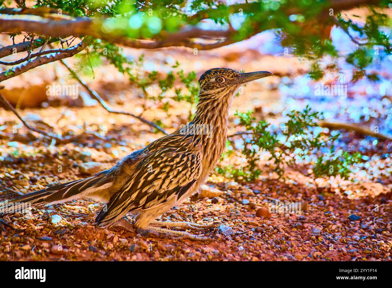 Roadrunner in Desert Refuge Moapa Valley Eye-Level View Stock Photo - Alamy