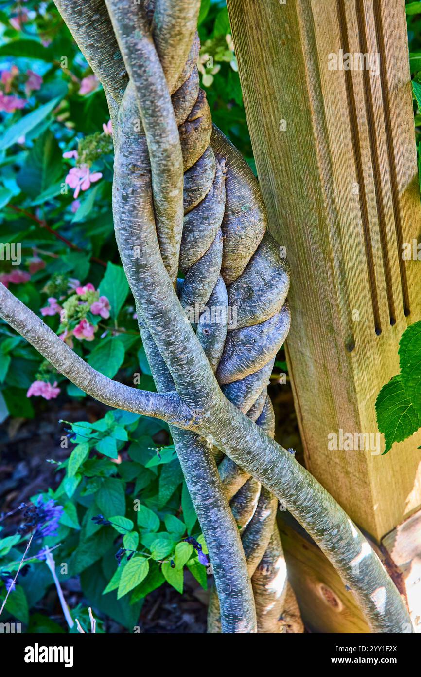 Lush green leaves intertwined hi-res stock photography and images - Alamy