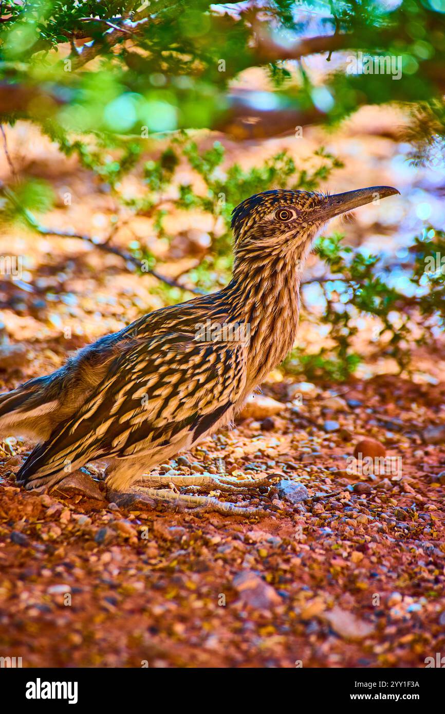 Roadrunner in Desert Habitat Moapa Valley Eye-Level View Stock Photo ...