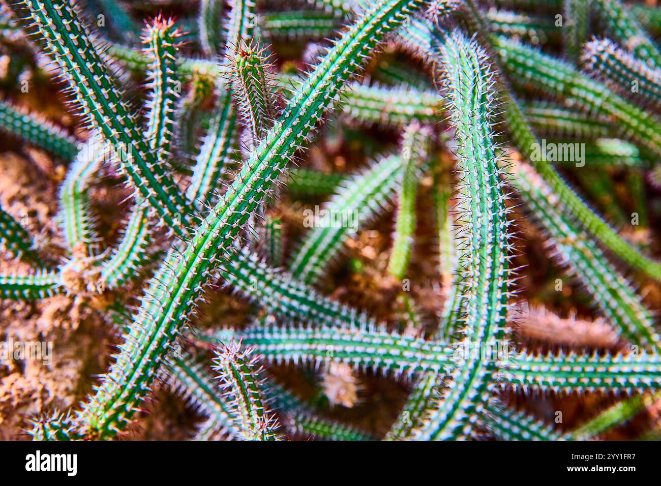 Cactus Cluster Textures in Desert Botanical Gardens Low Angle View ...