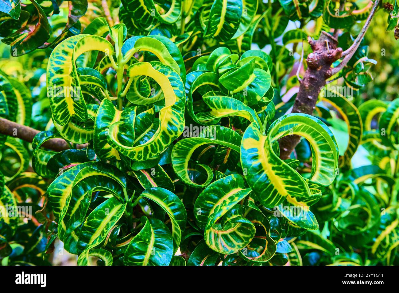 Intricate beauty of plant hi-res stock photography and images - Alamy
