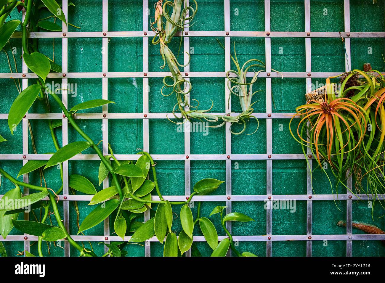 Structured tendrils hi-res stock photography and images - Alamy