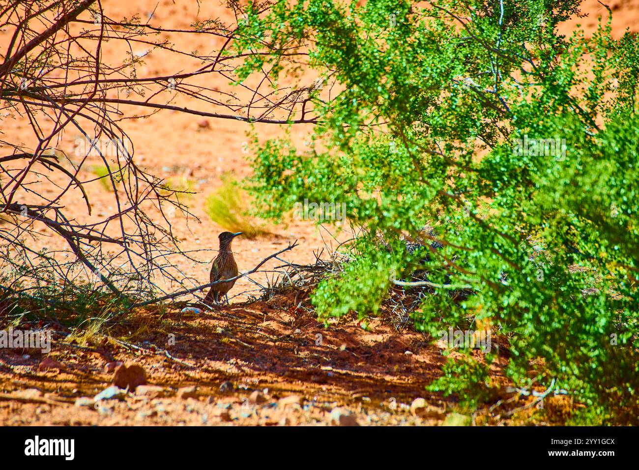 Roadrunner in Desert Landscape Moapa Valley Eye-Level Perspective Stock ...