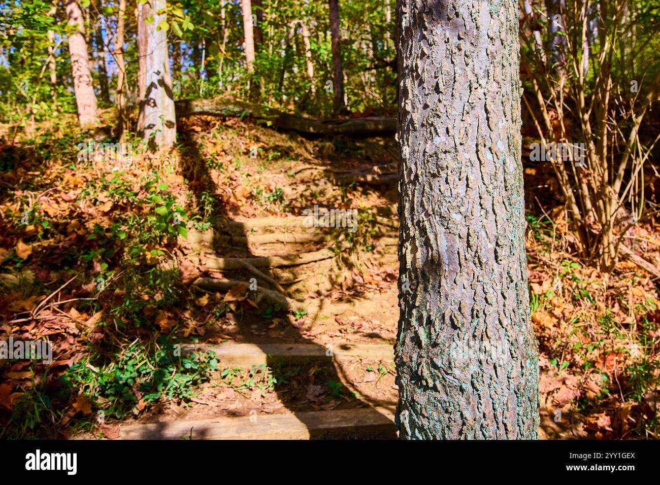 Rustic Forest Pathway in Autumn Sunlight Eye Level Perspective Stock ...