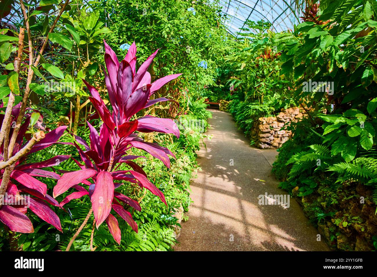 Lush Greenhouse Pathway with Magenta Cordyline Eye-Level View Stock ...