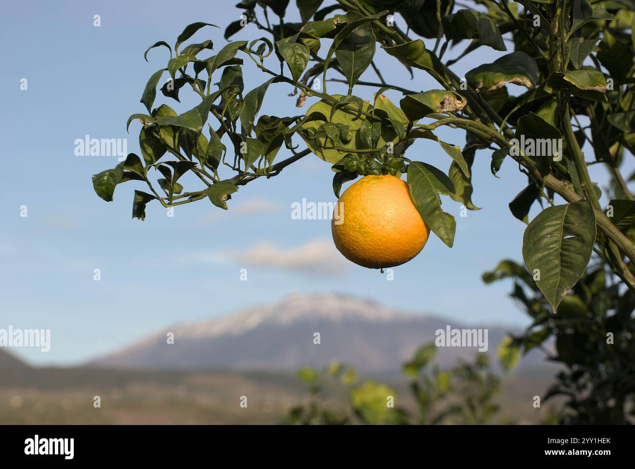 an orange citrus on the tree and on background blurred volcano Etna ...