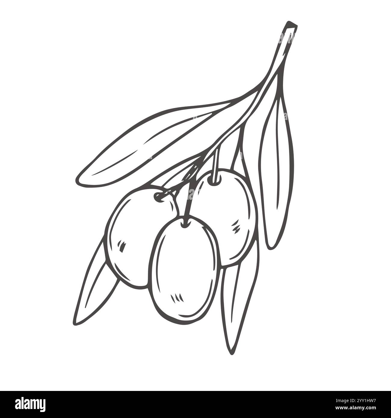 Olive hand drawn vector sketch set in doodle style isolated on white ...