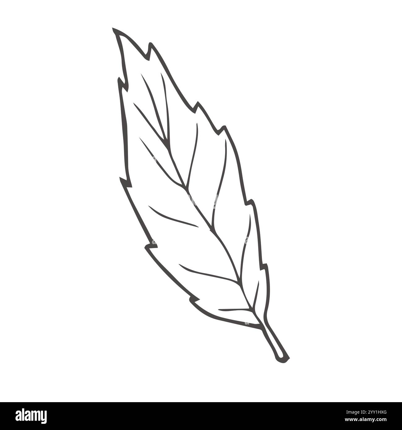 basil sketch. hand drawn basil outline illustration. basil black and ...