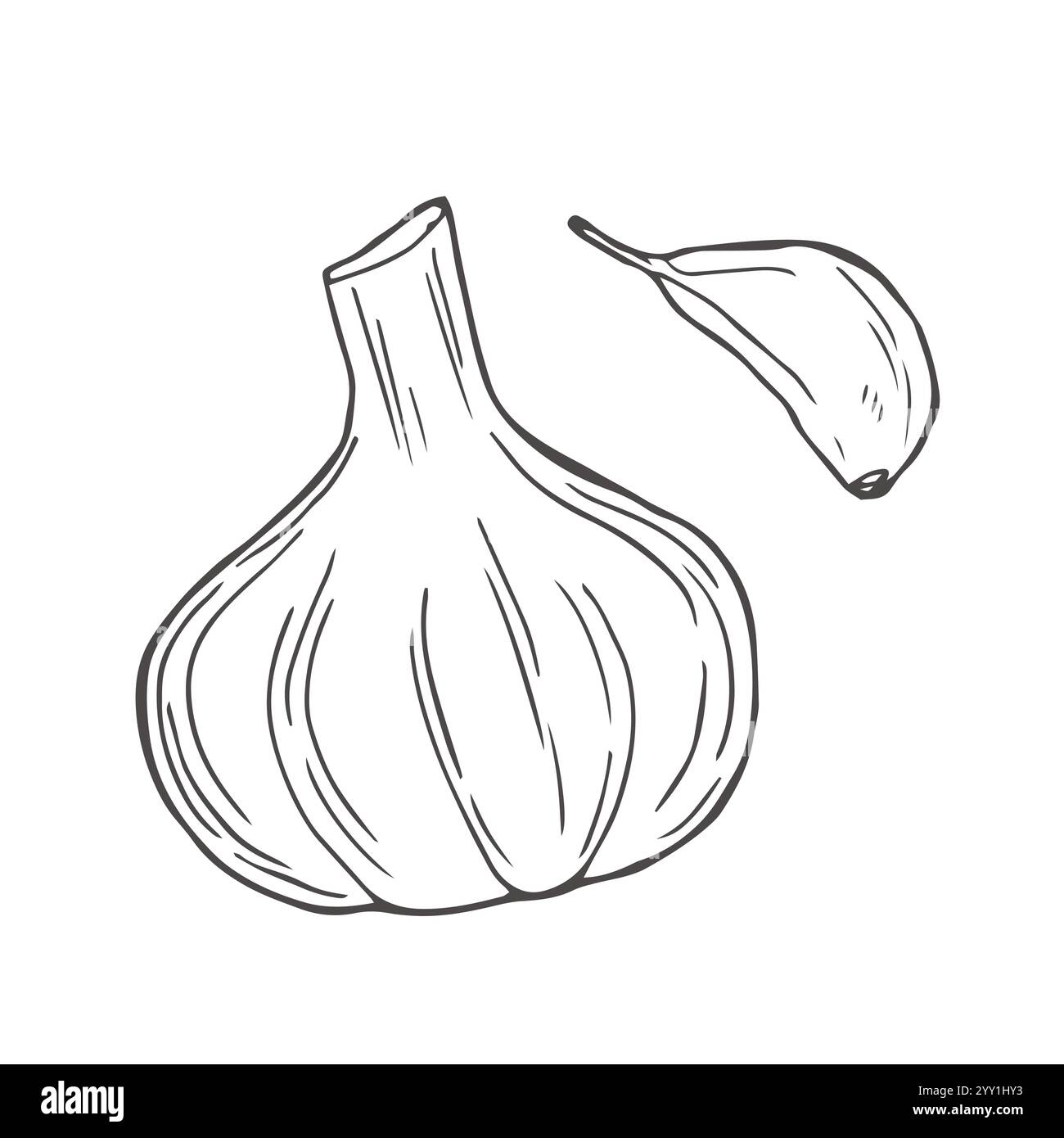 Garlic hand drawn vector illustration set. Isolated garlic, cloves ...