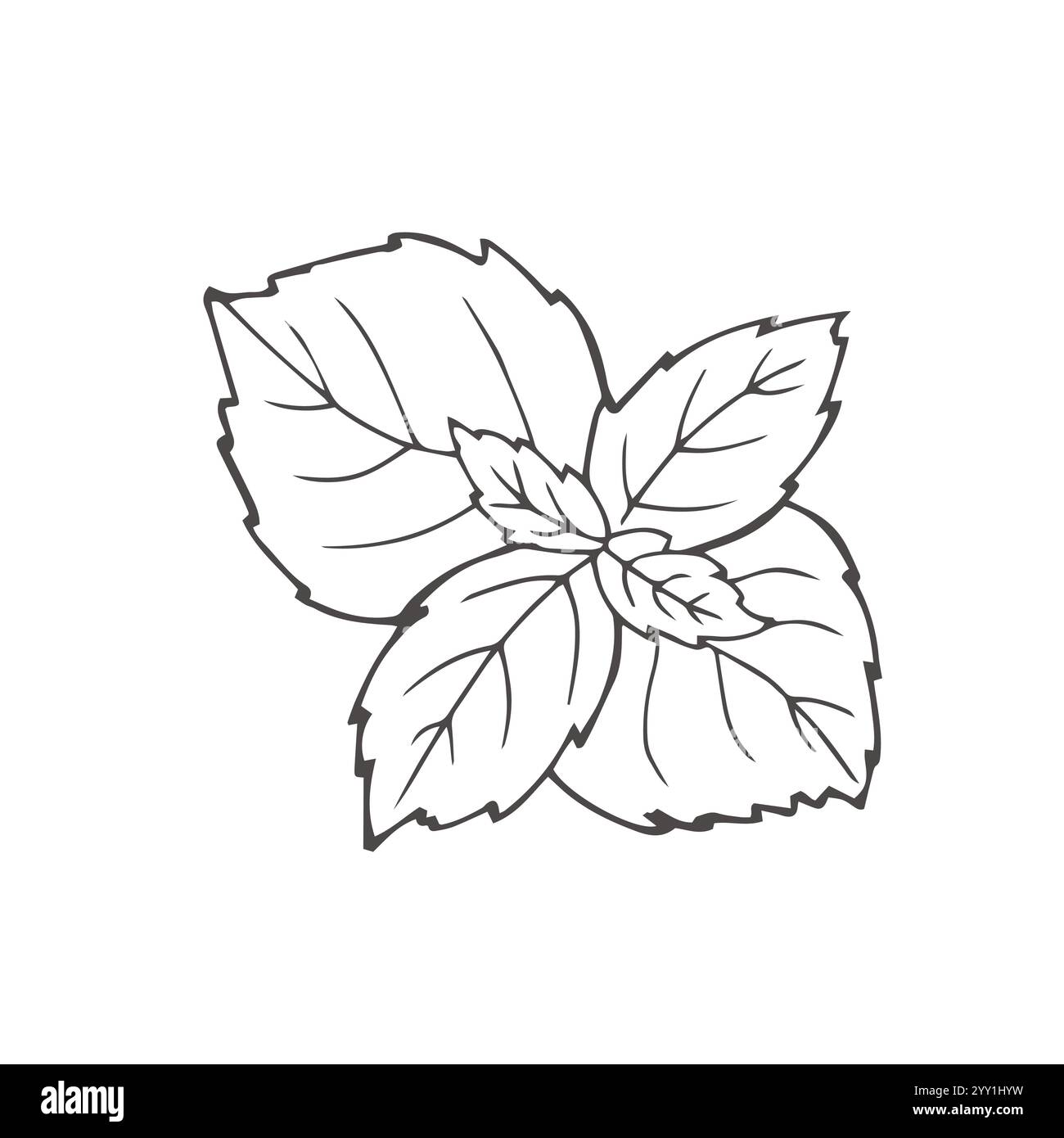 basil sketch. hand drawn basil outline illustration. basil black and ...